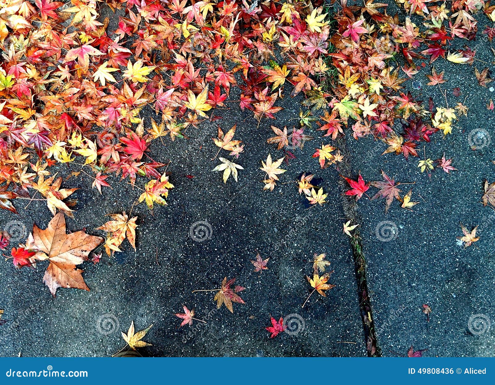 Fall leaves on pavement stock photo. Image of road, street - 49808436