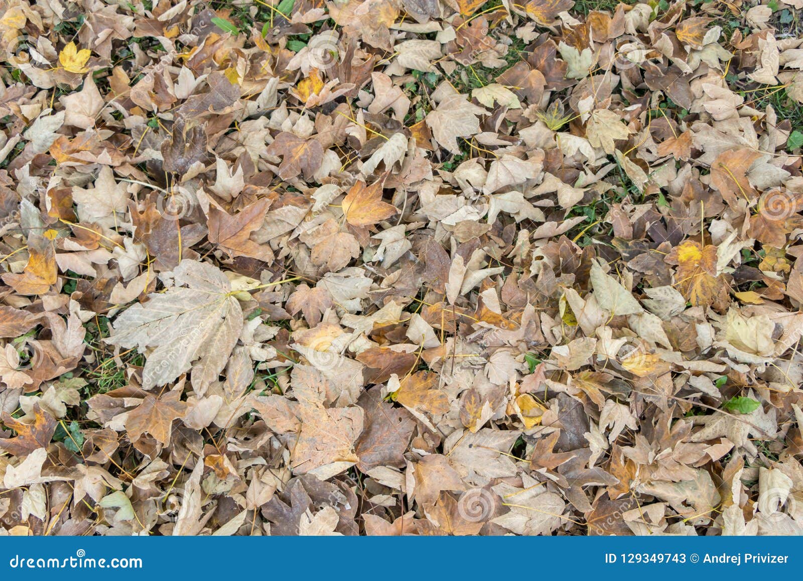 Fall Leaves and the Phenomenon of Changing Autumn Colors Stock Image ...