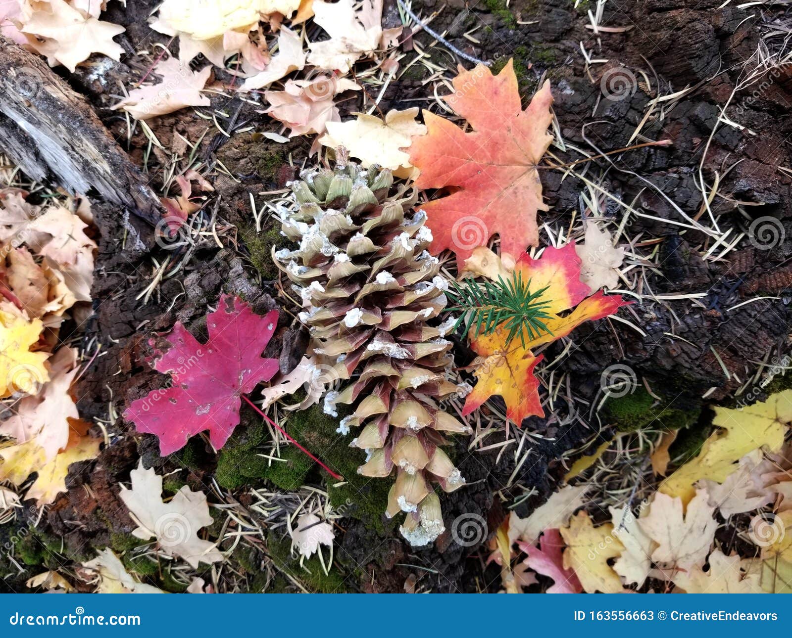 Fall Leaves and Pine Cone on Forest Floor Stock Image - Image of cool ...