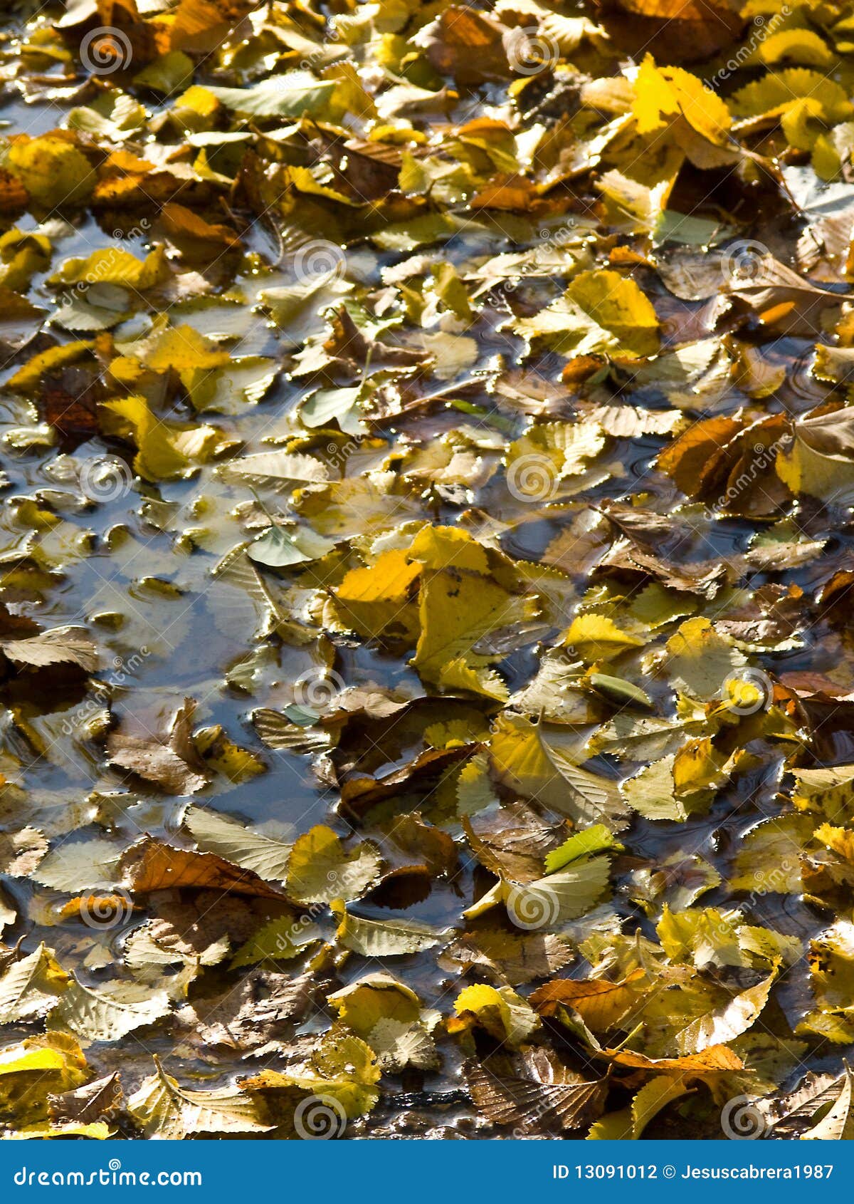 Fall leaves in a pond. stock photo. Image of pond, leaf - 13091012