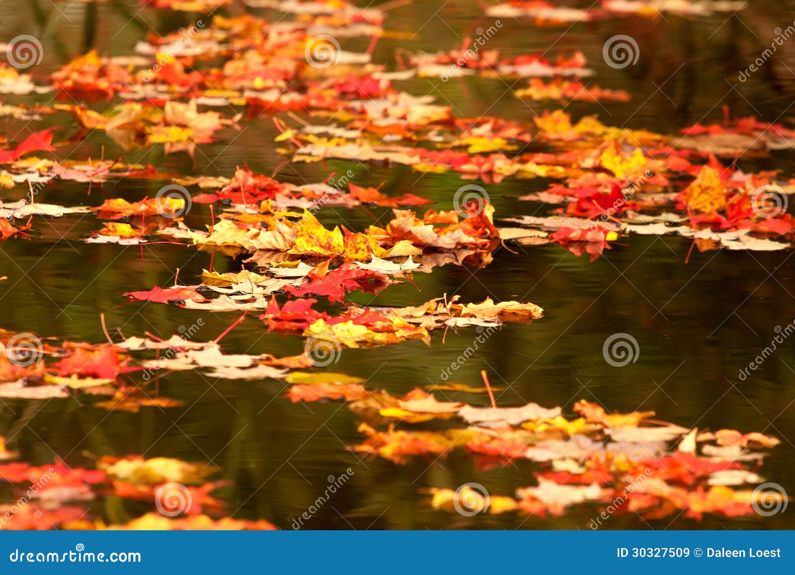 Fall leaves on pond stock image. Image of natural, perspective - 30327509