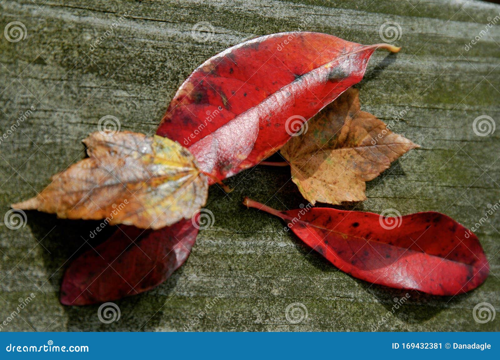 Fall Leaves Portrait on Railing Stock Image - Image of leaves, hiking ...
