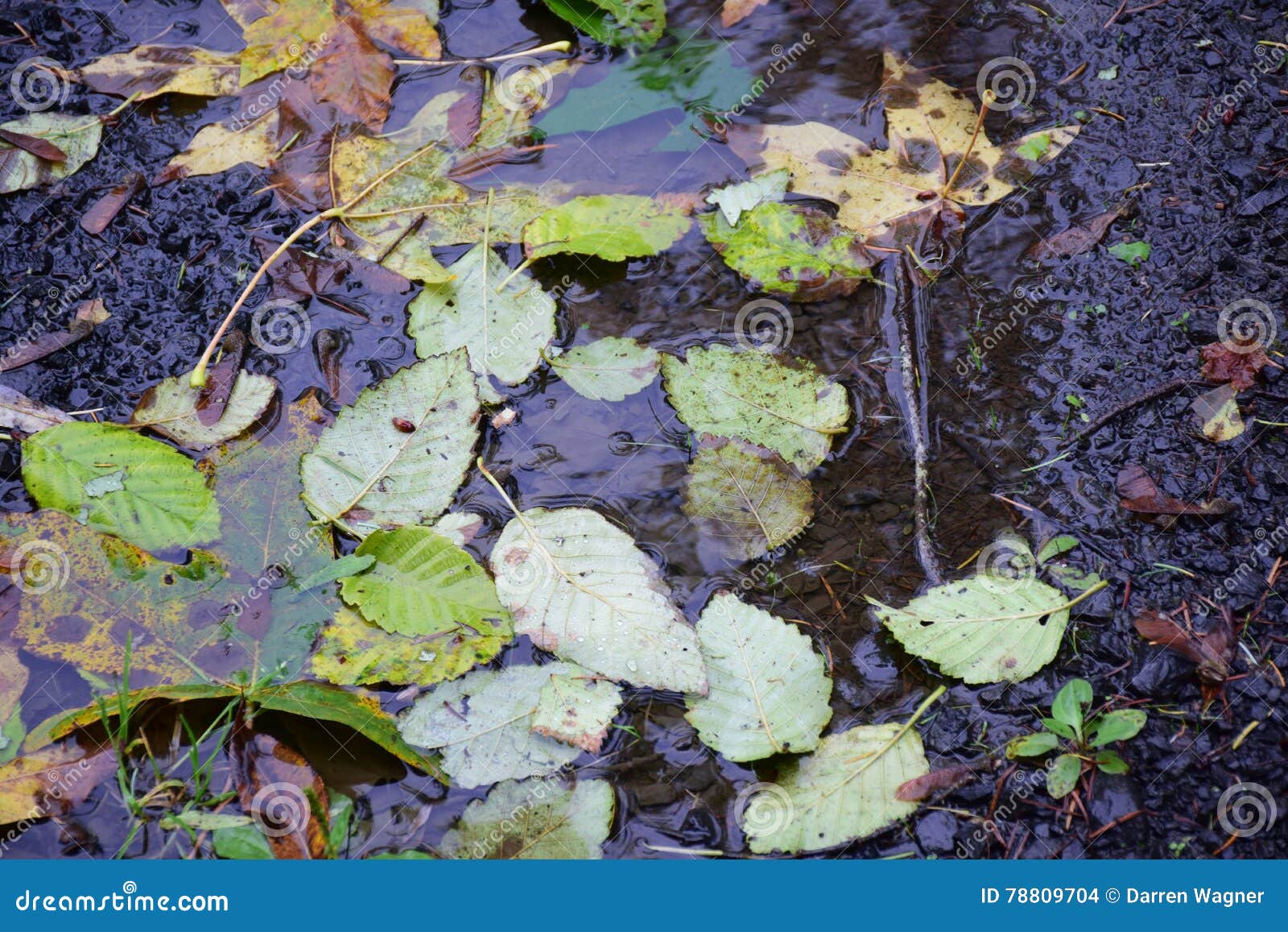 Fall leaves in puddle stock photo. Image of puddle, water - 78809704