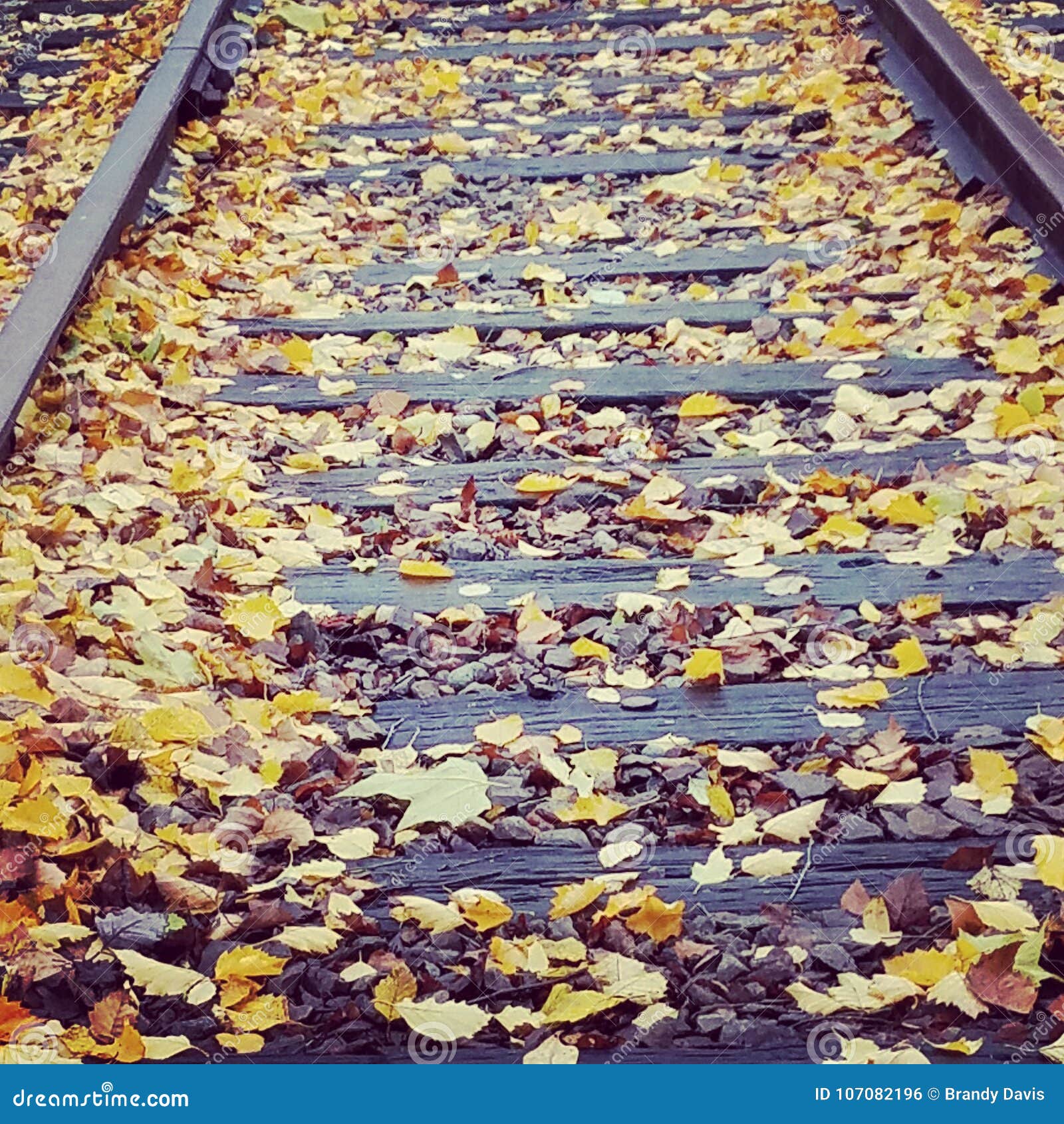 Fall Leaves on Railroad Tracks Stock Photo - Image of autumn, fall ...