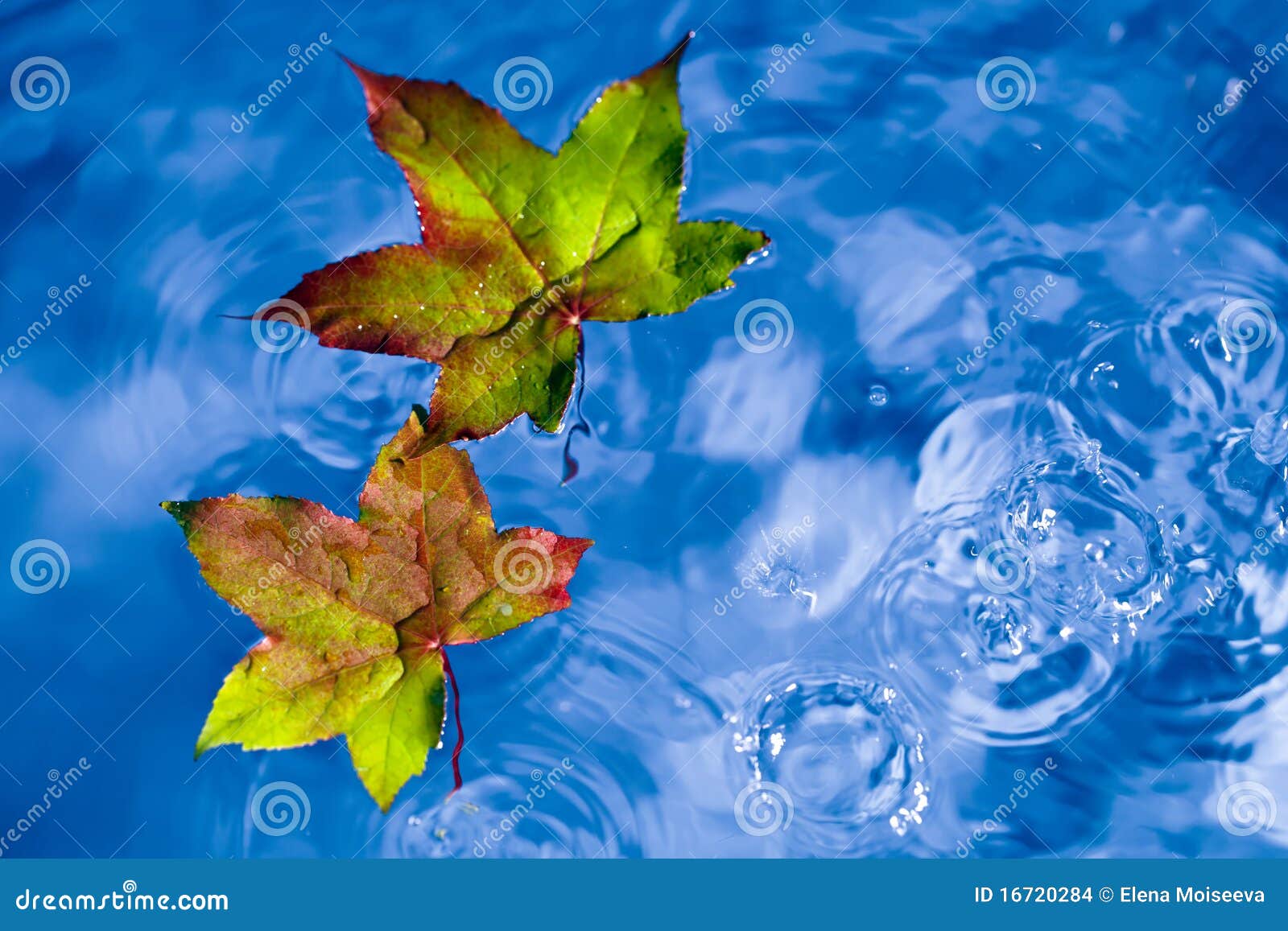 Fall Leaves on the Rain in a Puddle Stock Photo - Image of backgrounds ...