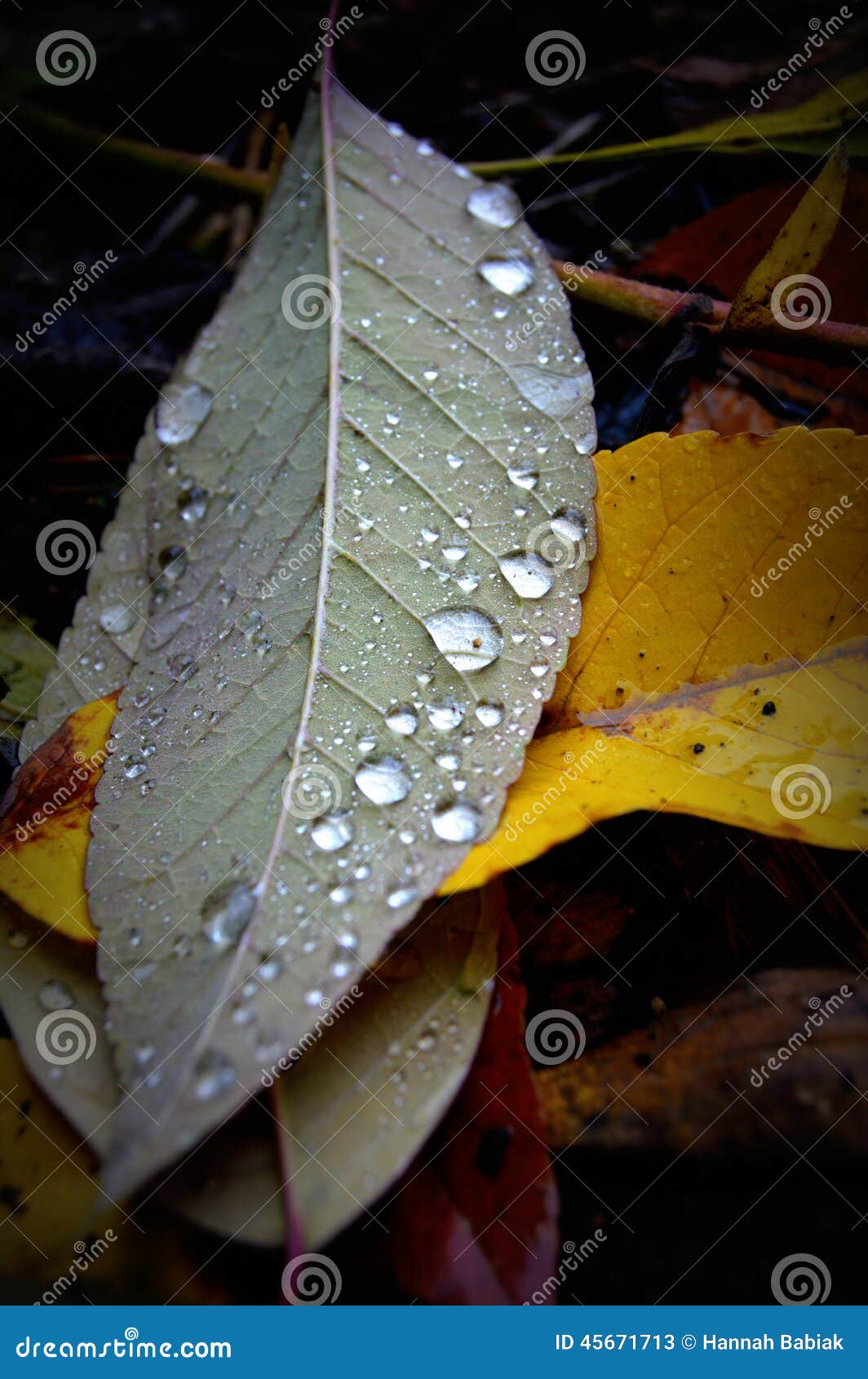 Fall Leaves Raindrops stock image. Image of earthy, drop - 45671713