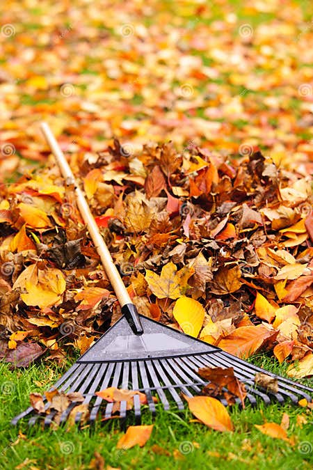Fall leaves with rake stock image. Image of grass, cleanup - 27689917