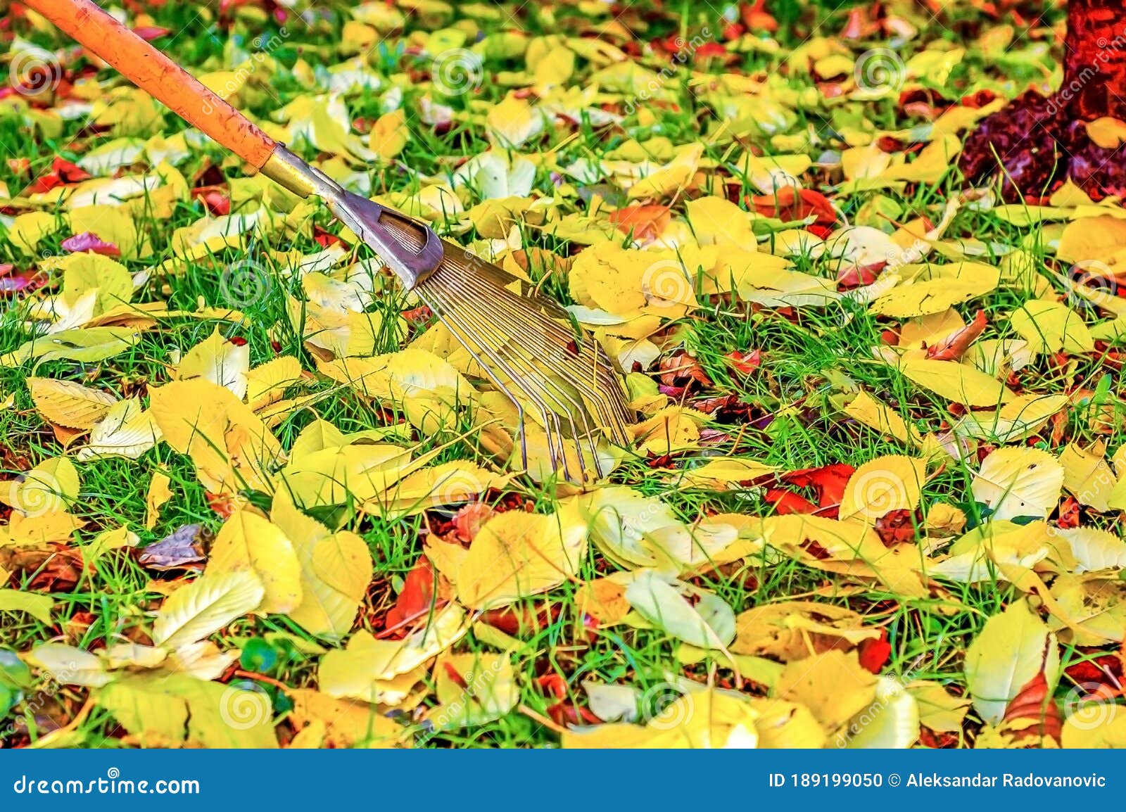 Fall leaves with rake stock photo. Image of maple, heap - 189199050