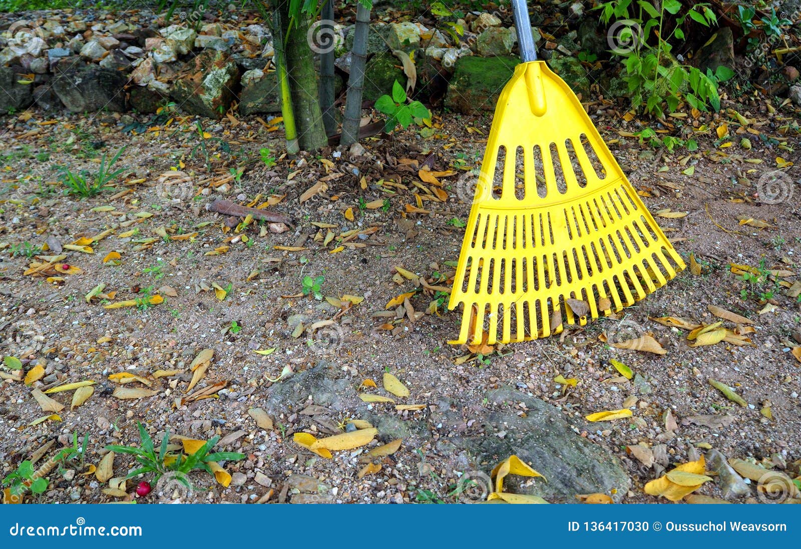Fall leaves with rake. stock photo. Image of fall, clean - 136417030