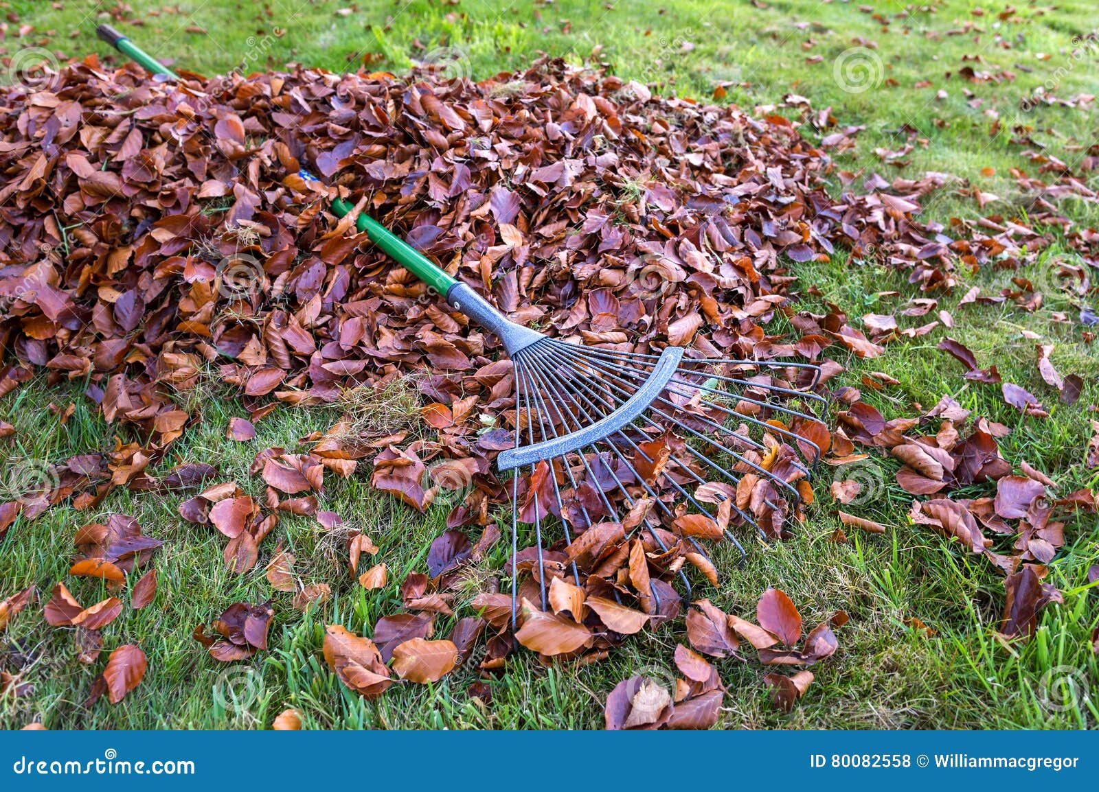 Fall Leaves with Rake stock photo. Image of clean, weather - 80082558