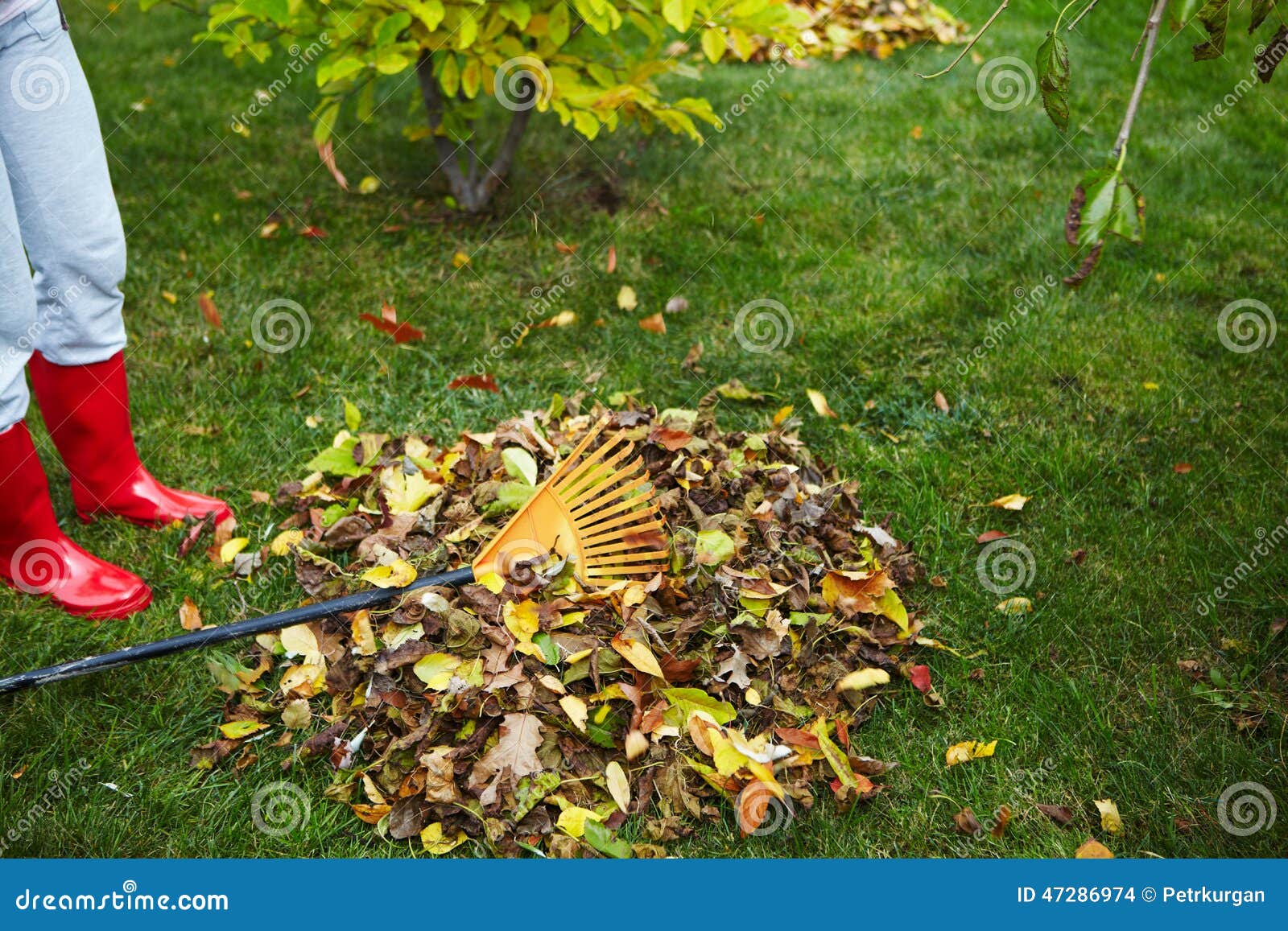 Fall leaves with rake stock photo. Image of lawn, november - 47286974