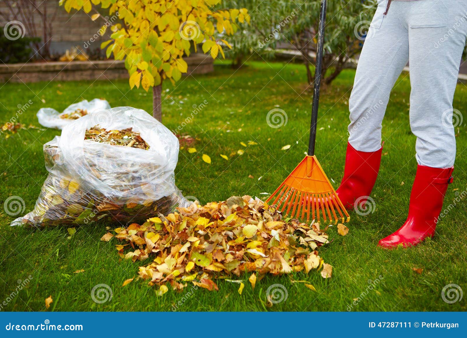 Fall leaves with rake stock image. Image of grass, leaves - 47287111
