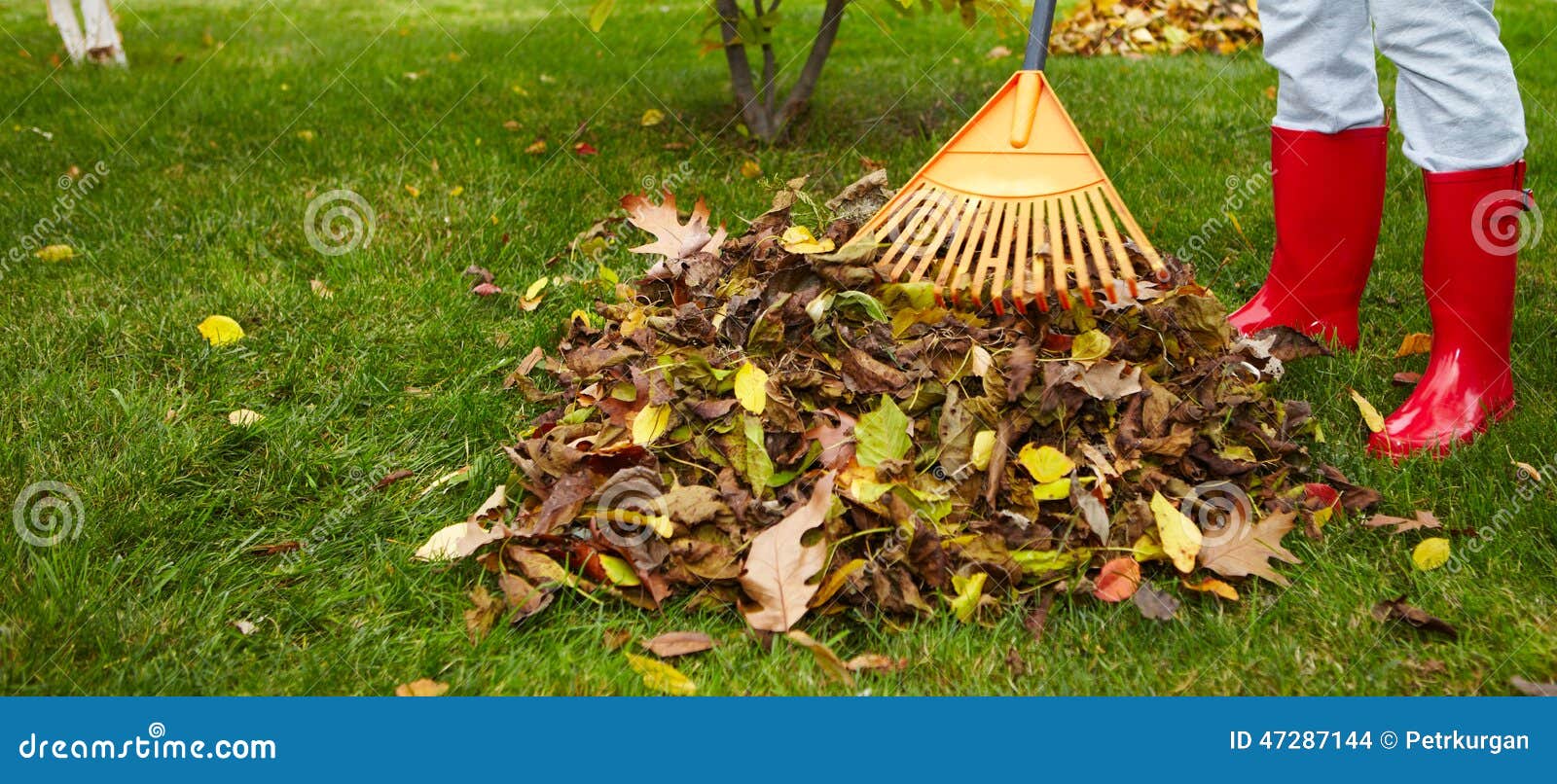 Fall leaves with rake stock photo. Image of collect, cleaning - 47287144