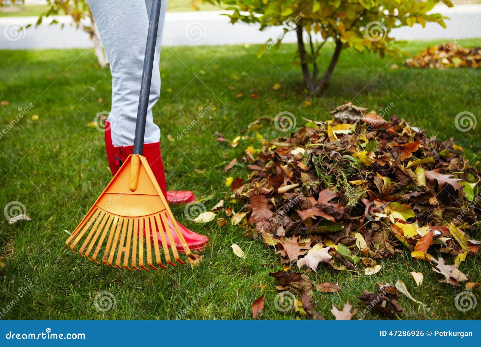 Fall leaves with rake stock photo. Image of fall, cleanup - 47286926