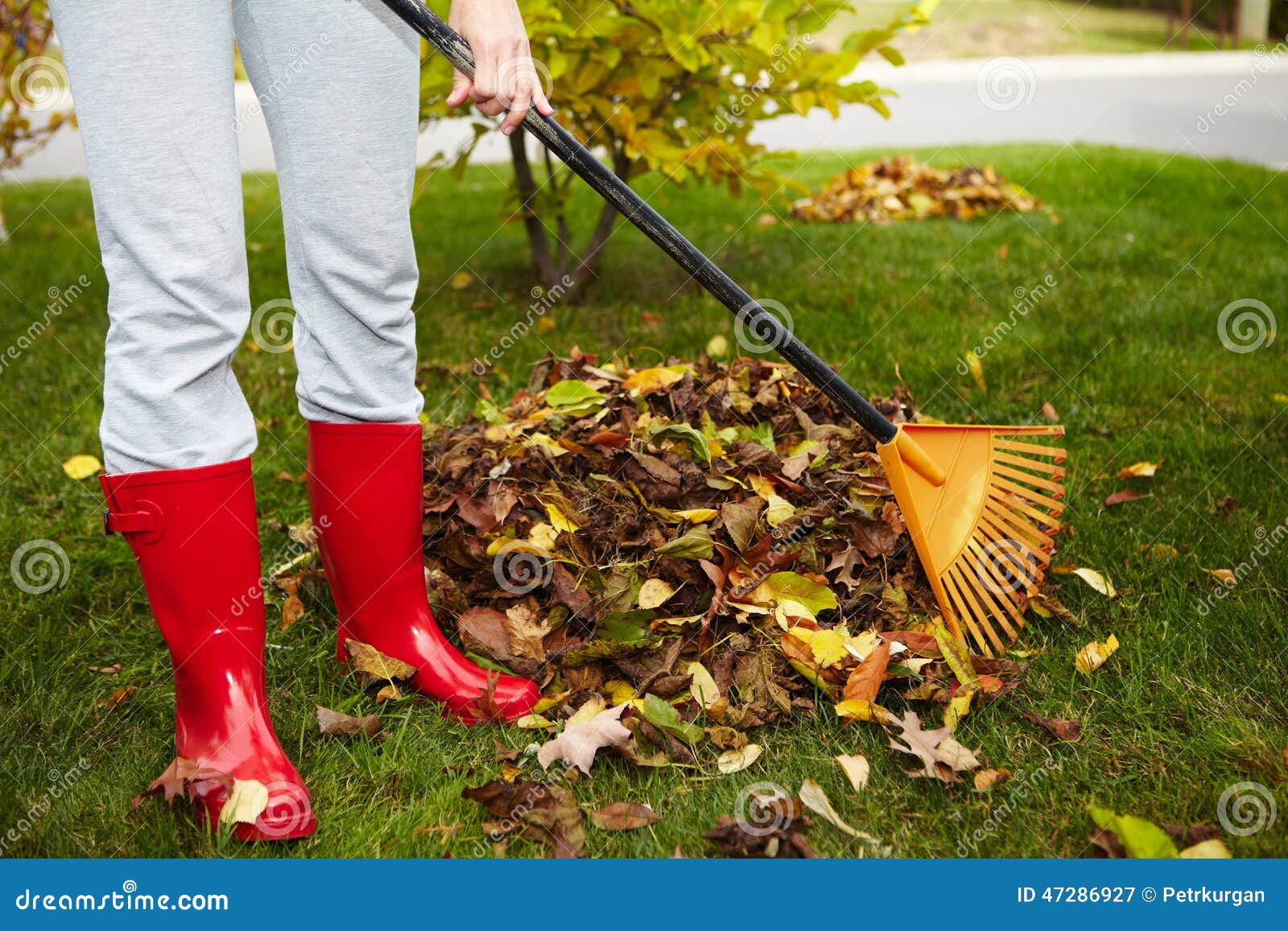 Fall leaves with rake stock image. Image of clean, collect - 47286927