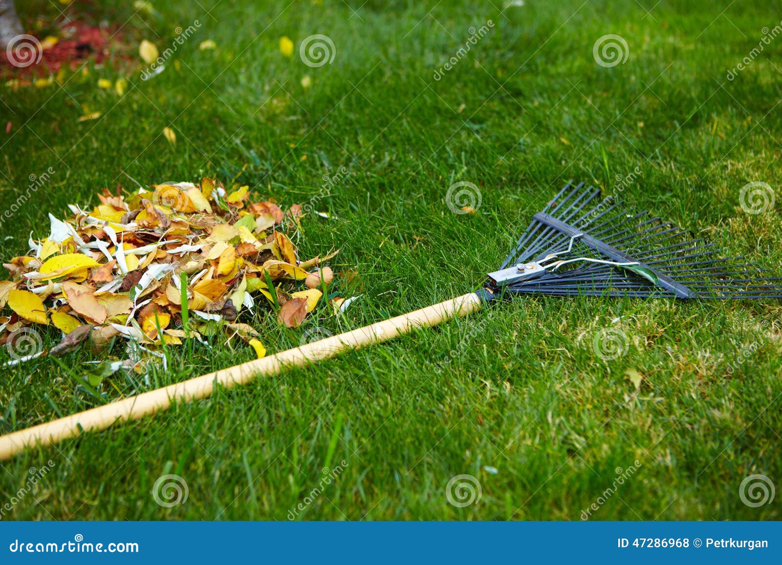 Fall leaves with rake stock photo. Image of green, gather - 47286968