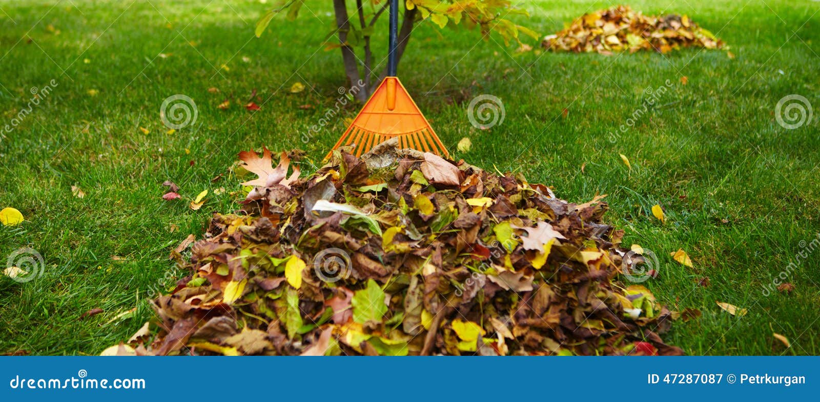 Fall leaves with rake stock image. Image of foliage, cleanup - 47287087
