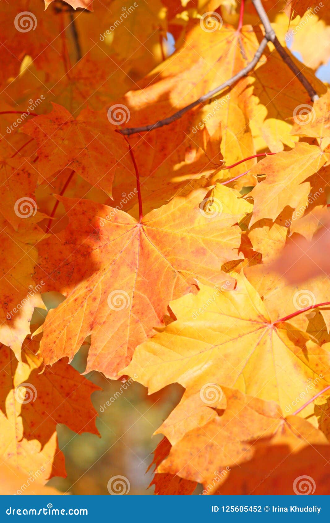 Fall leaves stock photo. Image of abstract, screensaver - 125605452