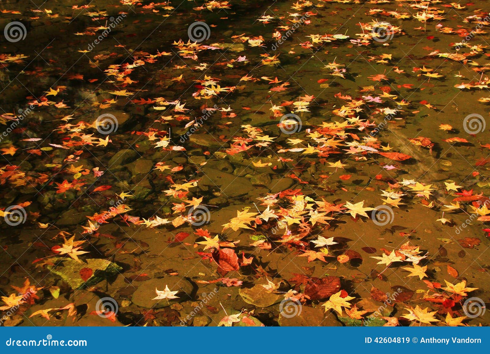 Fall Leaves Resting on Spring Pond Stock Image - Image of fall ...