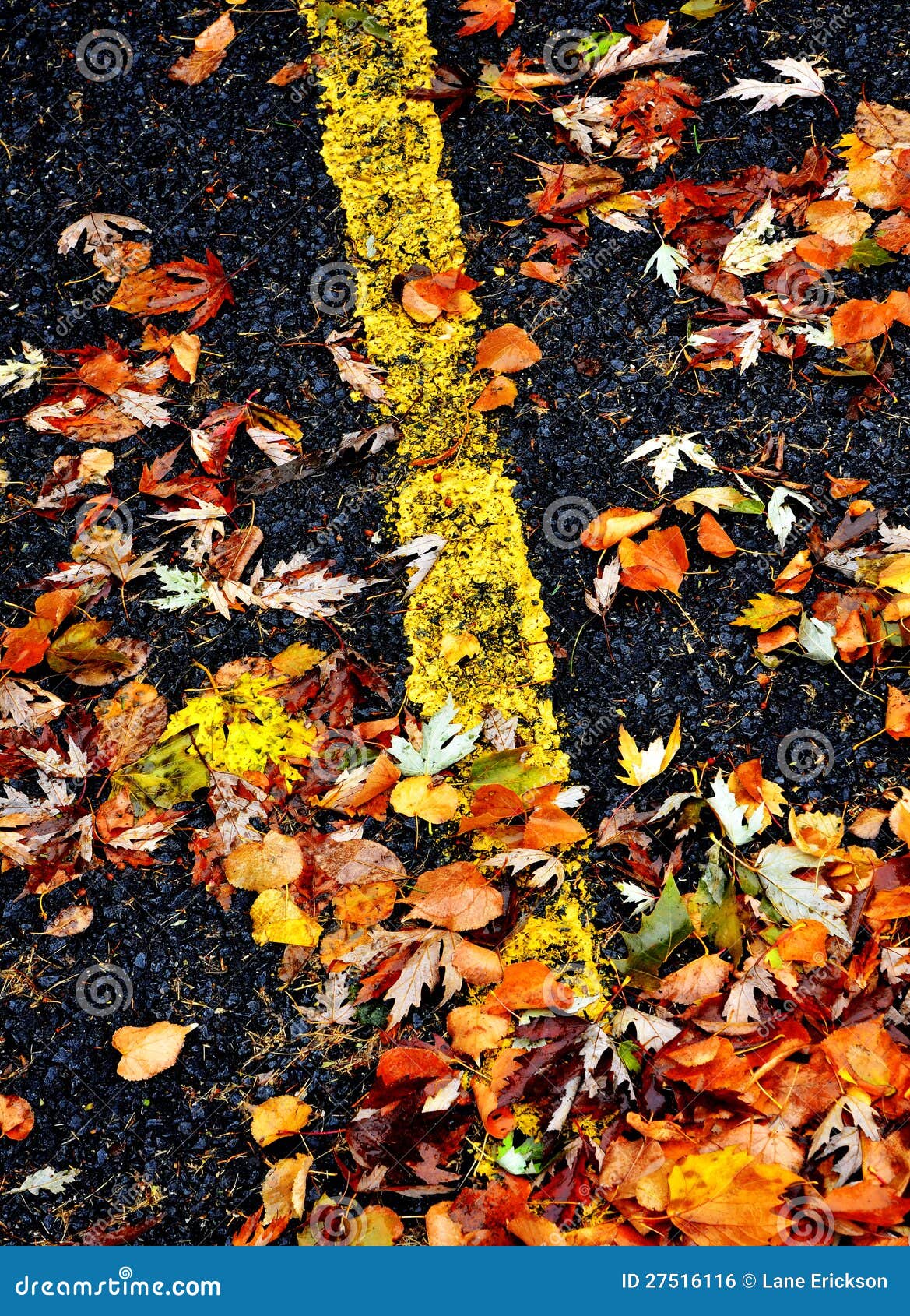 Fall Leaves on Road stock photo. Image of fall, natural - 27516116