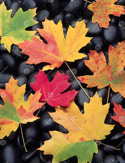 Fall Leaves on rocks stock photo. Image of colors, outdoors - 13192226