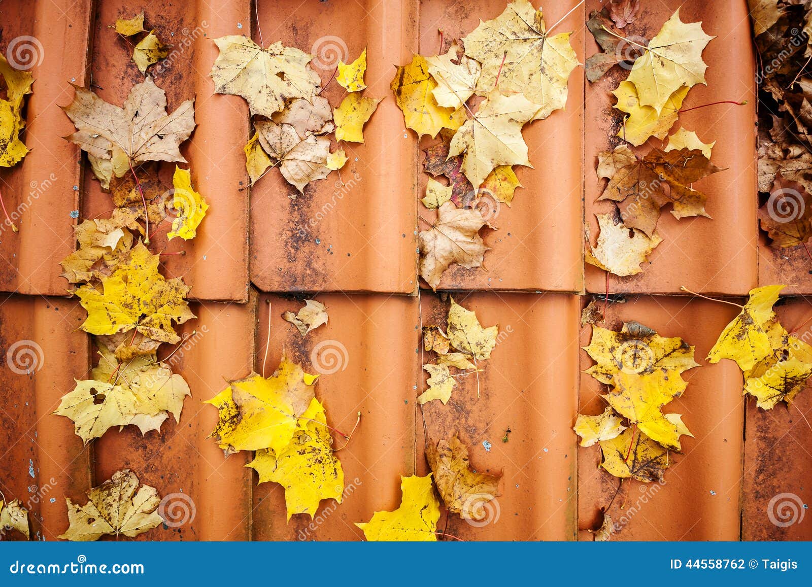 Fall leaves on roof tiles stock photo. Image of autumnal - 44558762