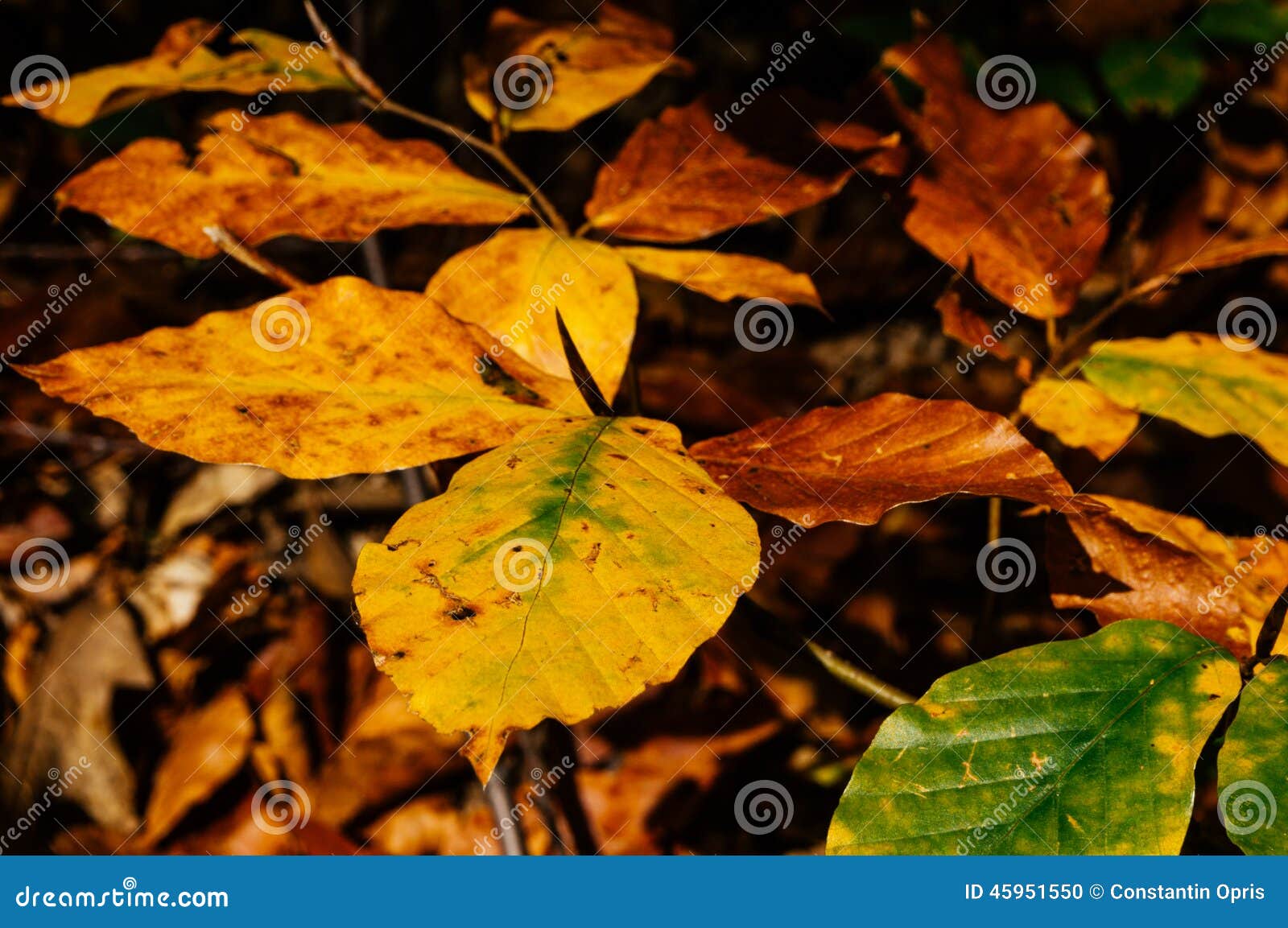 Fall leaves stock photo. Image of daylight, season, decaying - 45951550