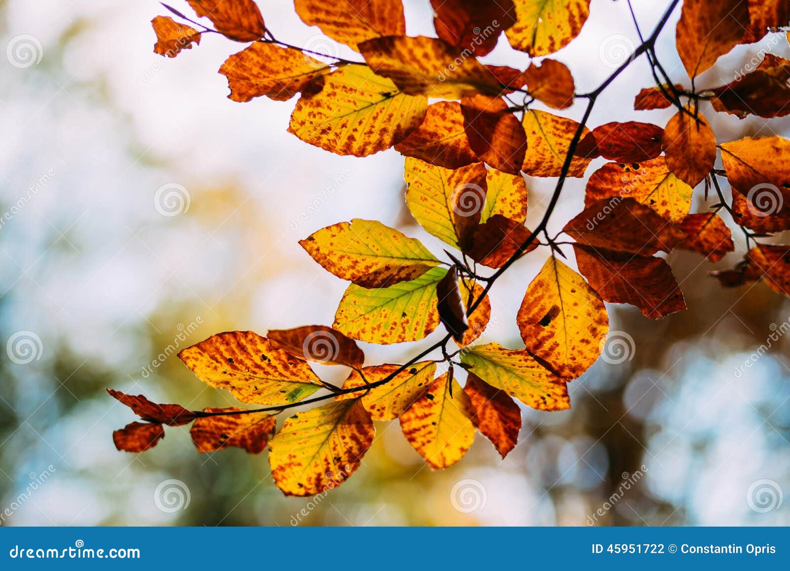 Fall leaves stock photo. Image of rusty, changing, branch - 45951722