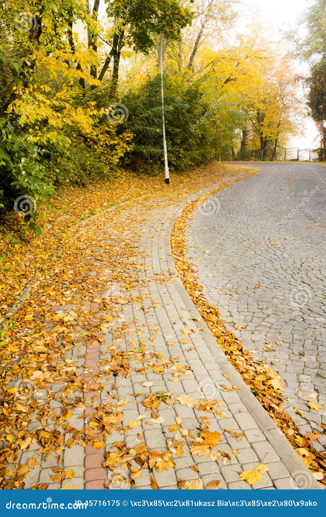 Fall leaves stock image. Image of fall, seasonal, leaves - 45716175