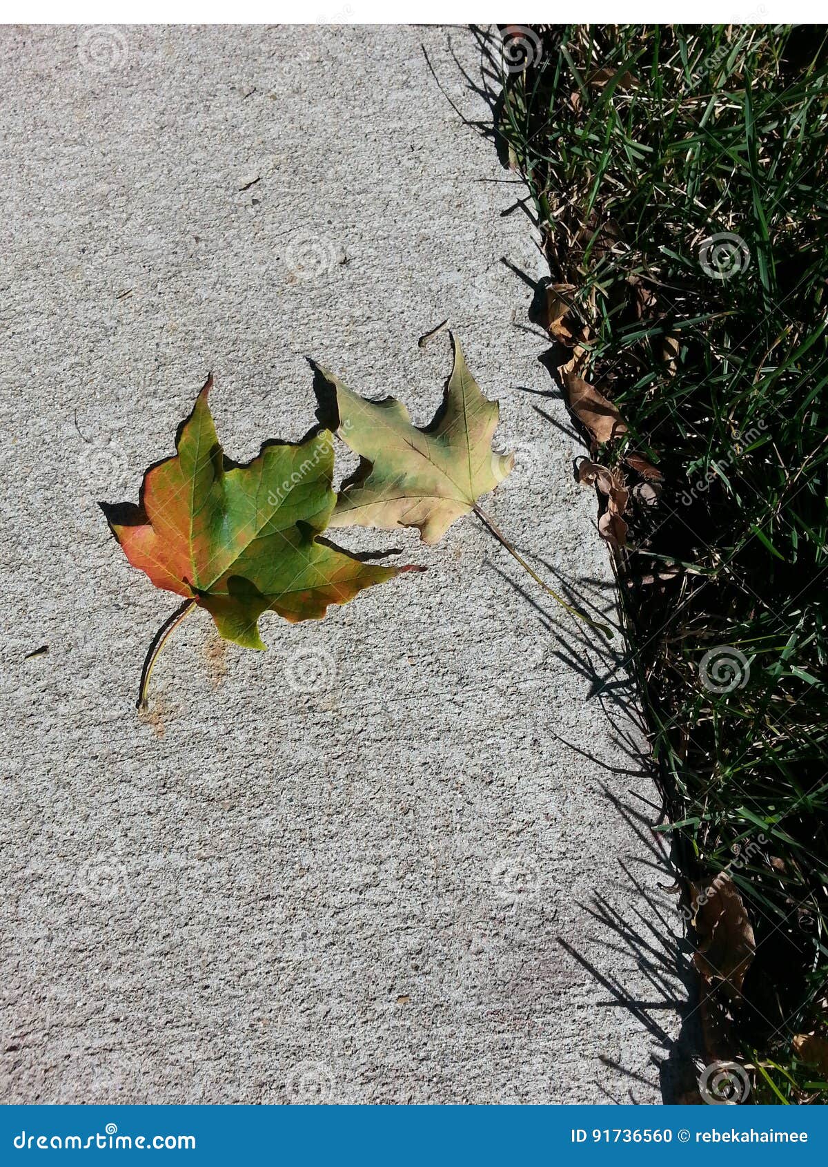 Fall Leaves on Sidewalk stock photo. Image of fall, nature - 91736560