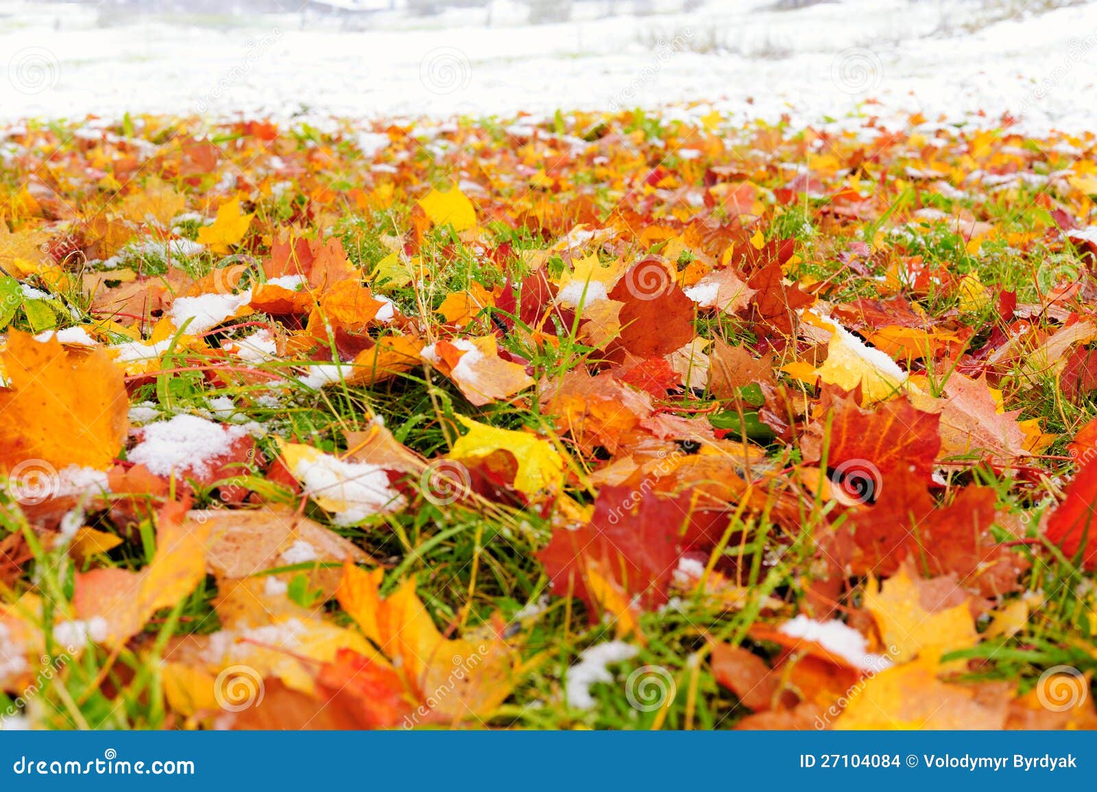Fall leaves and snow stock photo. Image of abstract, maple - 27104084