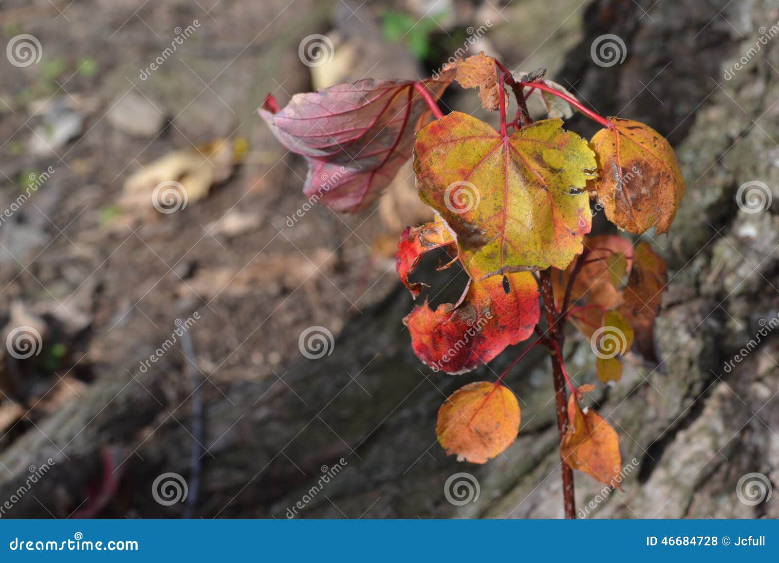 Fall leaves on stem stock photo. Image of tree, wood - 46684728