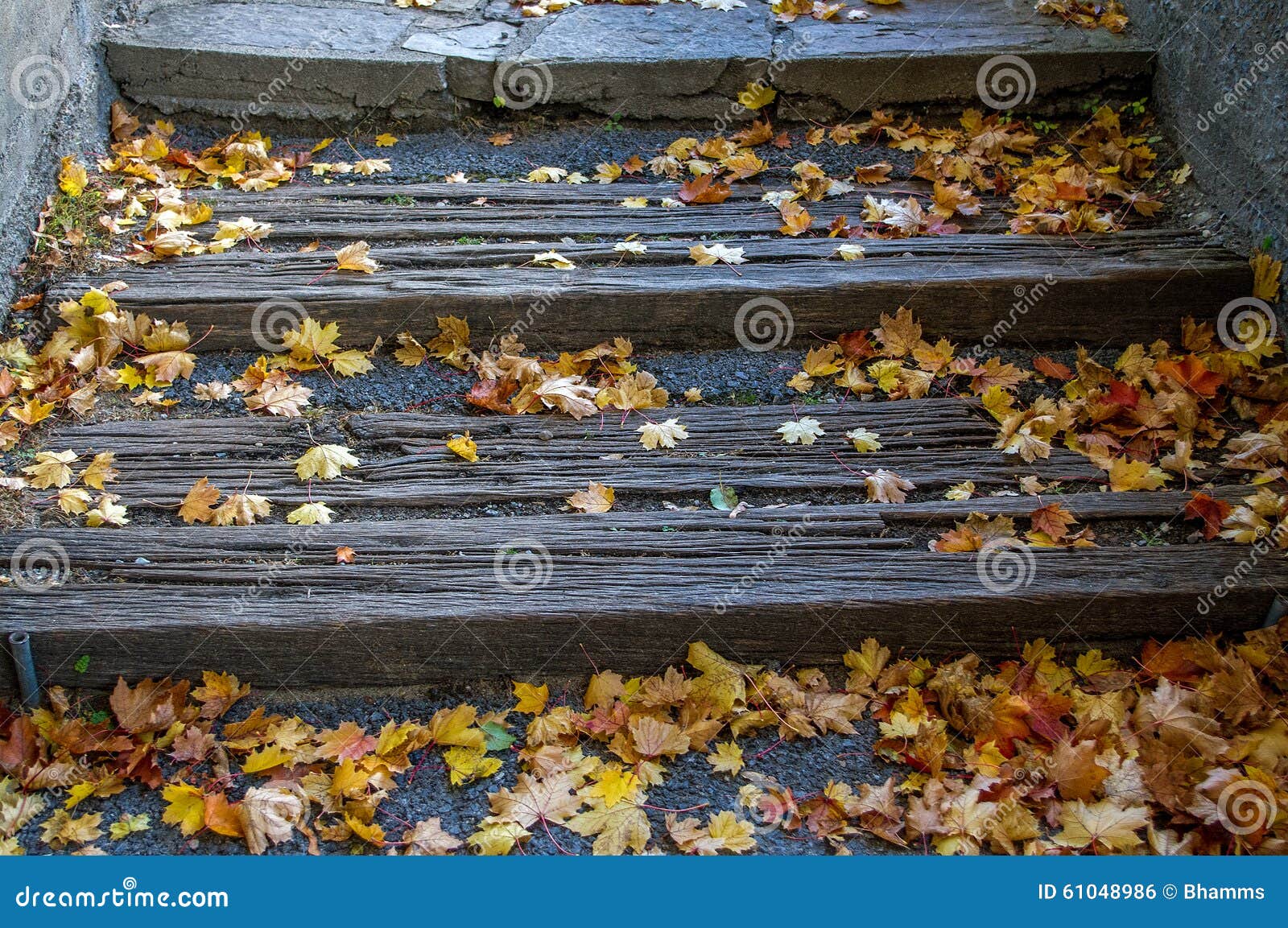Fall leaves on the steps stock photo. Image of texture - 61048986