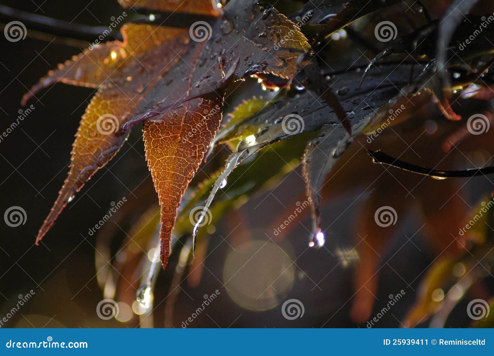 Fall leaves after a storm stock image. Image of nature - 25939411
