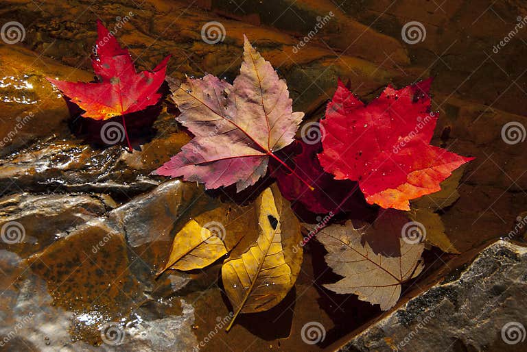 Fall leaves in stream stock image. Image of fall, stream - 15269301