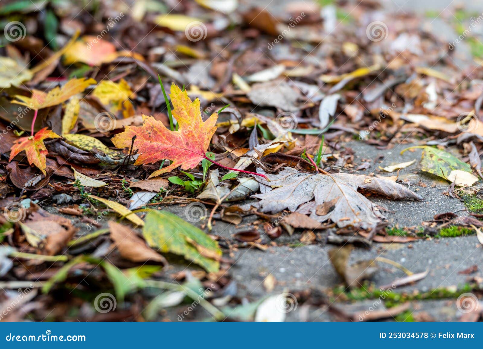 Fall leaves on a street stock photo. Image of outdoors - 253034578