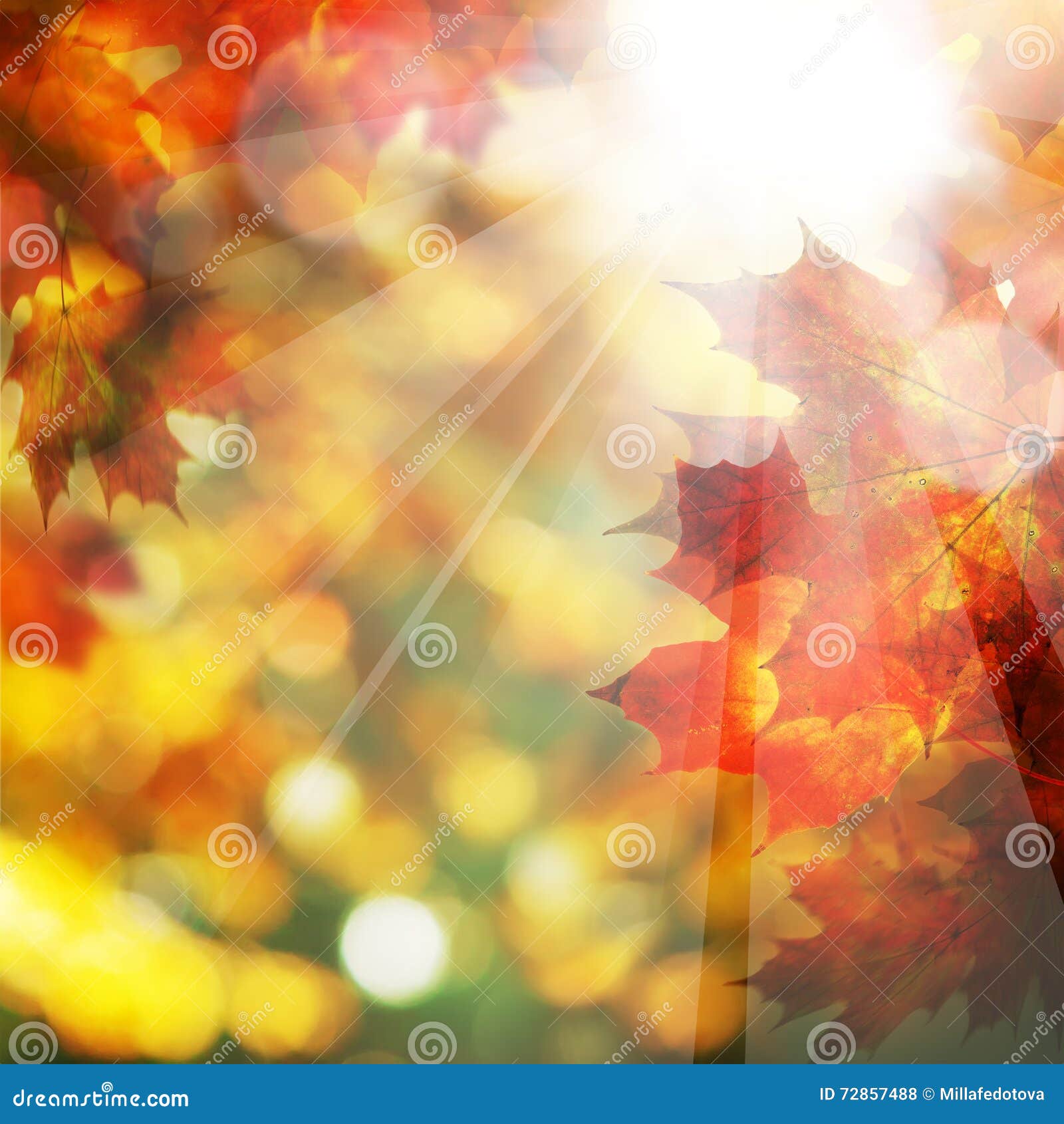 Fall Leaves and Sunlight. Autumn Background Stock Photo - Image of rich ...