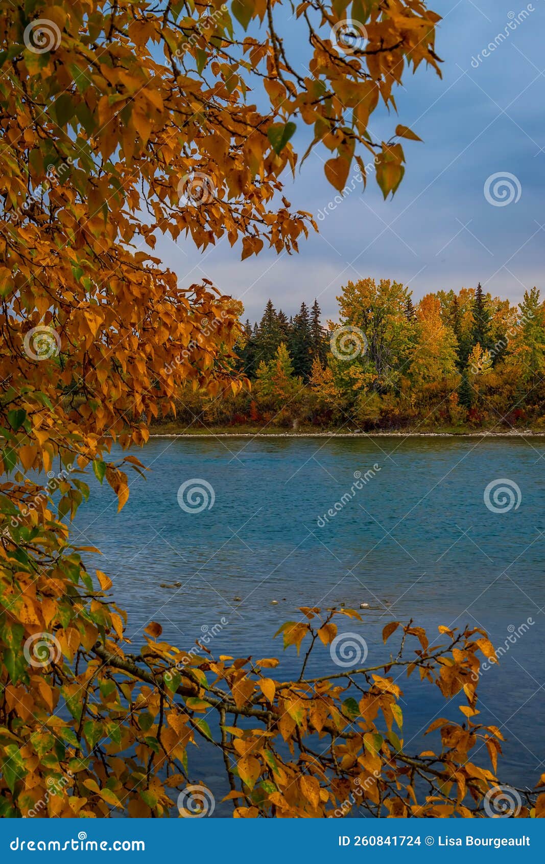 Fall Leaves Surrounding the Bow River Stock Photo - Image of foliage ...