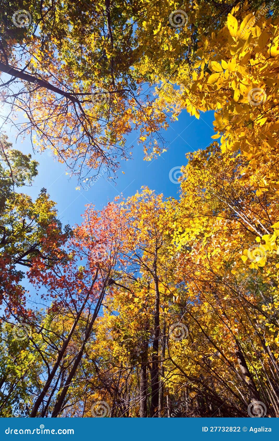 Fall leaves on tall trees stock photo. Image of flora - 27732822