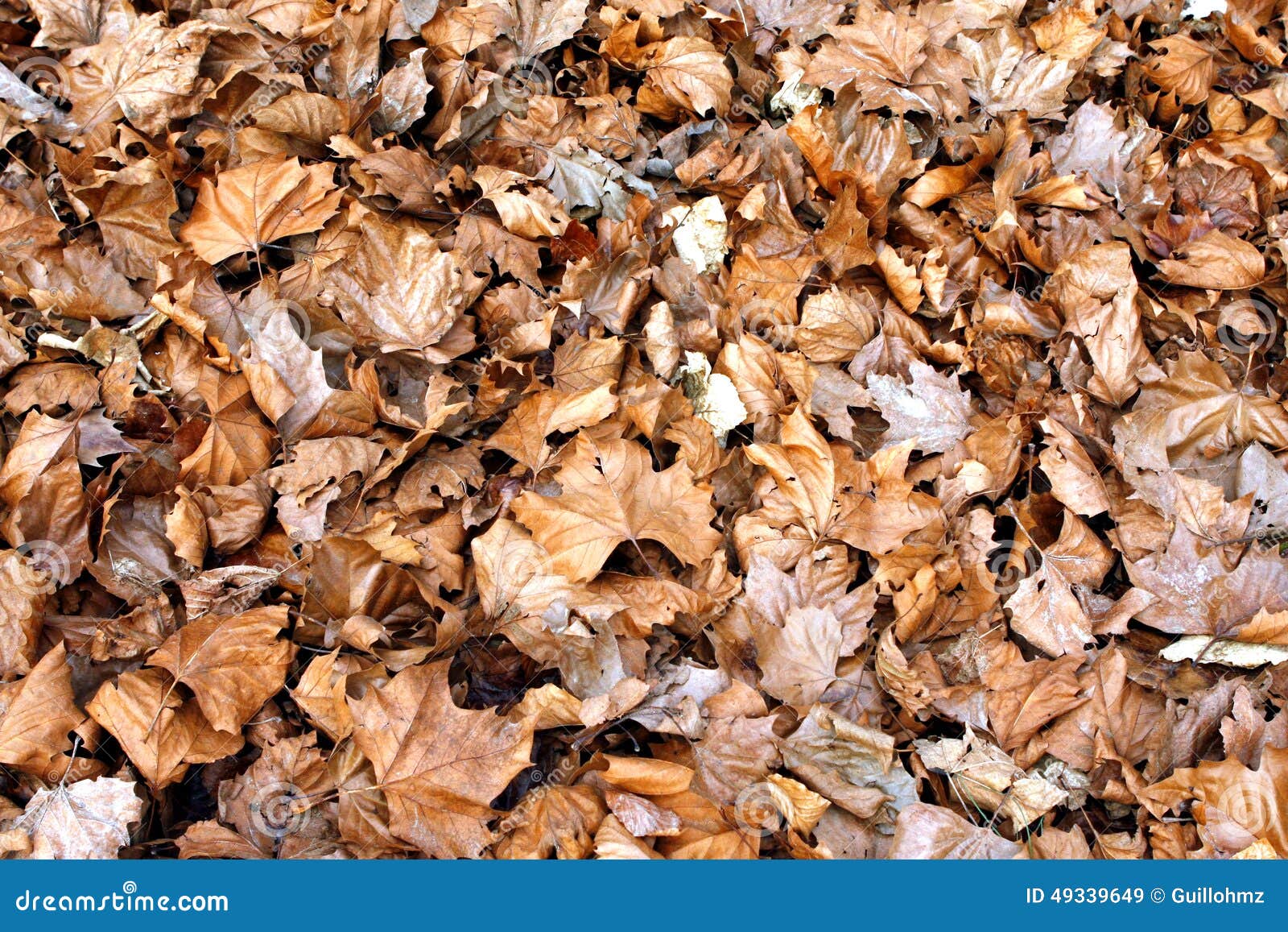 Fall leaves texture stock image. Image of plane, garden - 49339649