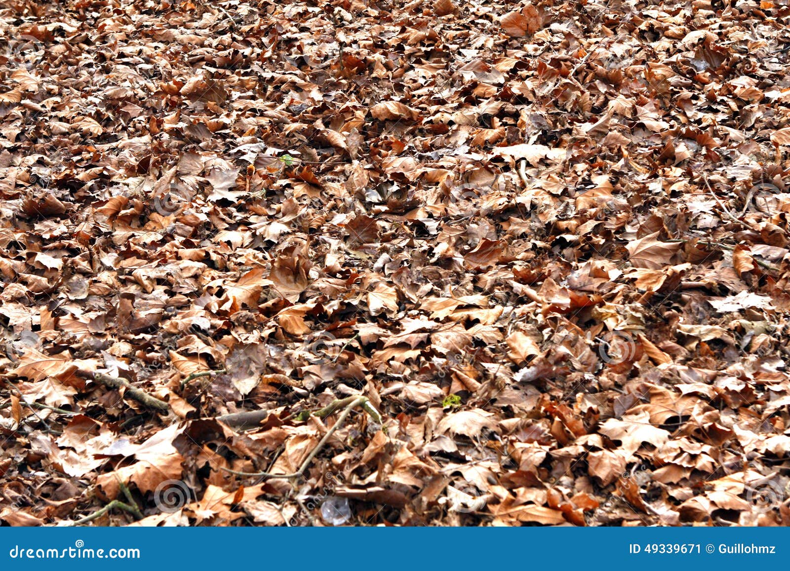 Fall leaves texture stock image. Image of rust, background - 49339671