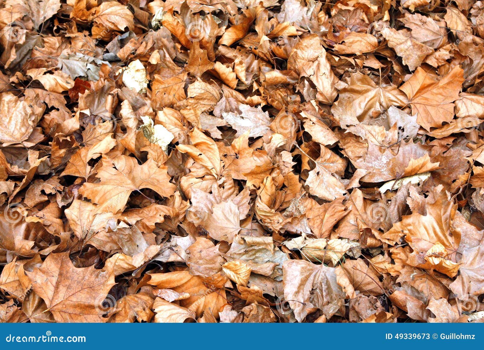 Fall leaves texture stock image. Image of rust, green - 49339673