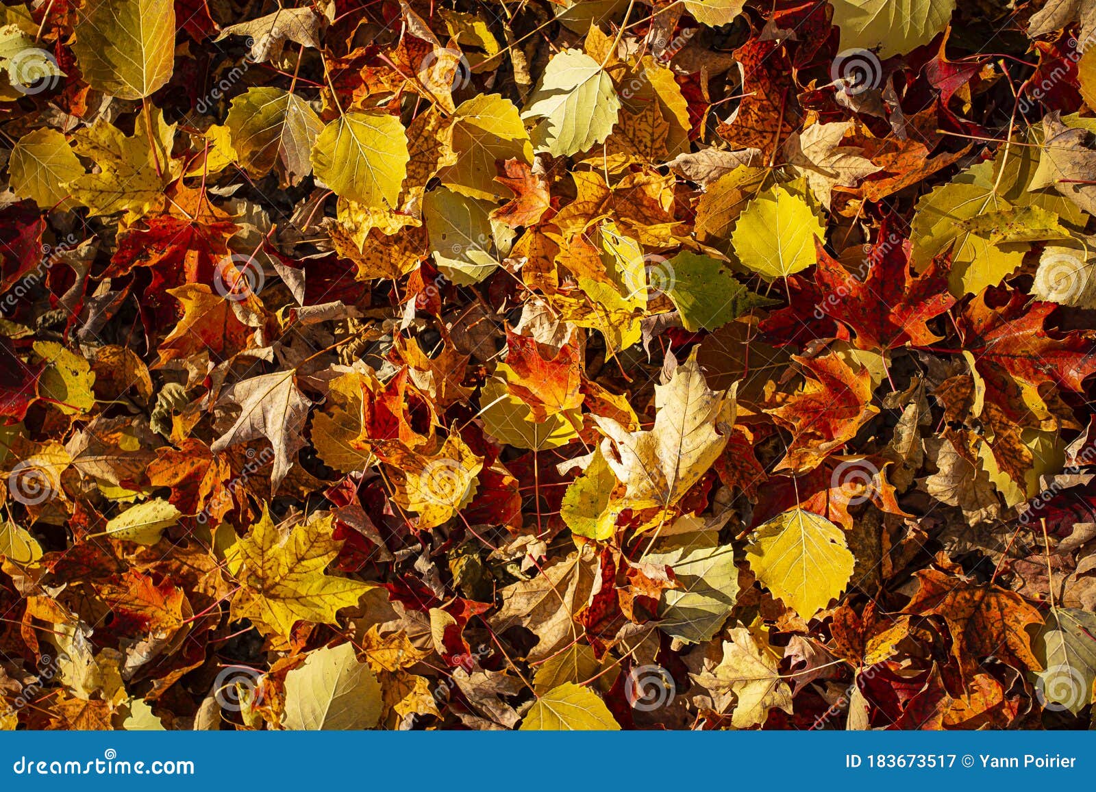Fall leaves texture stock image. Image of colorful, brown - 183673517