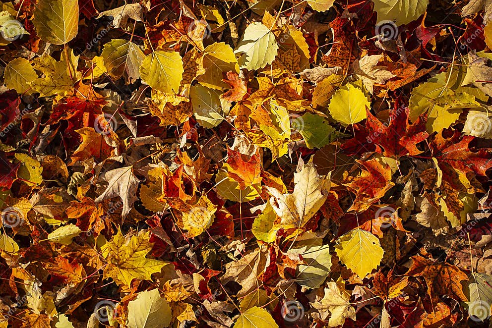 Fall leaves texture stock image. Image of colorful, brown - 183673517