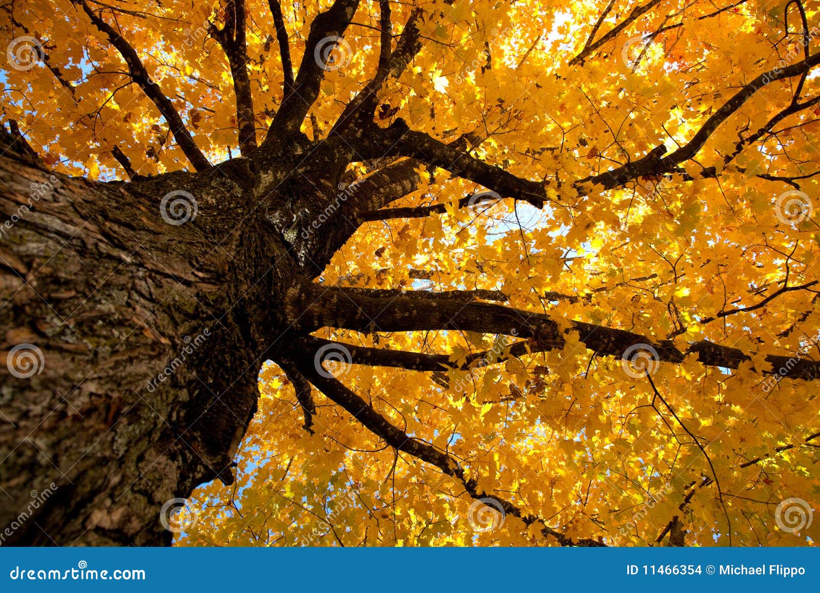 Fall leaves on a tree stock photo. Image of branch, maple - 11466354