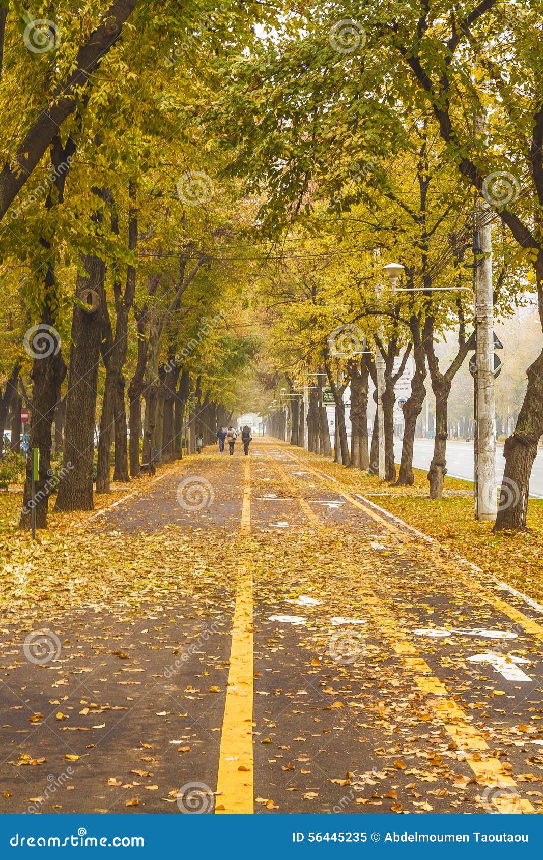 Fall leaves editorial image. Image of blur, fall, environment - 56445235