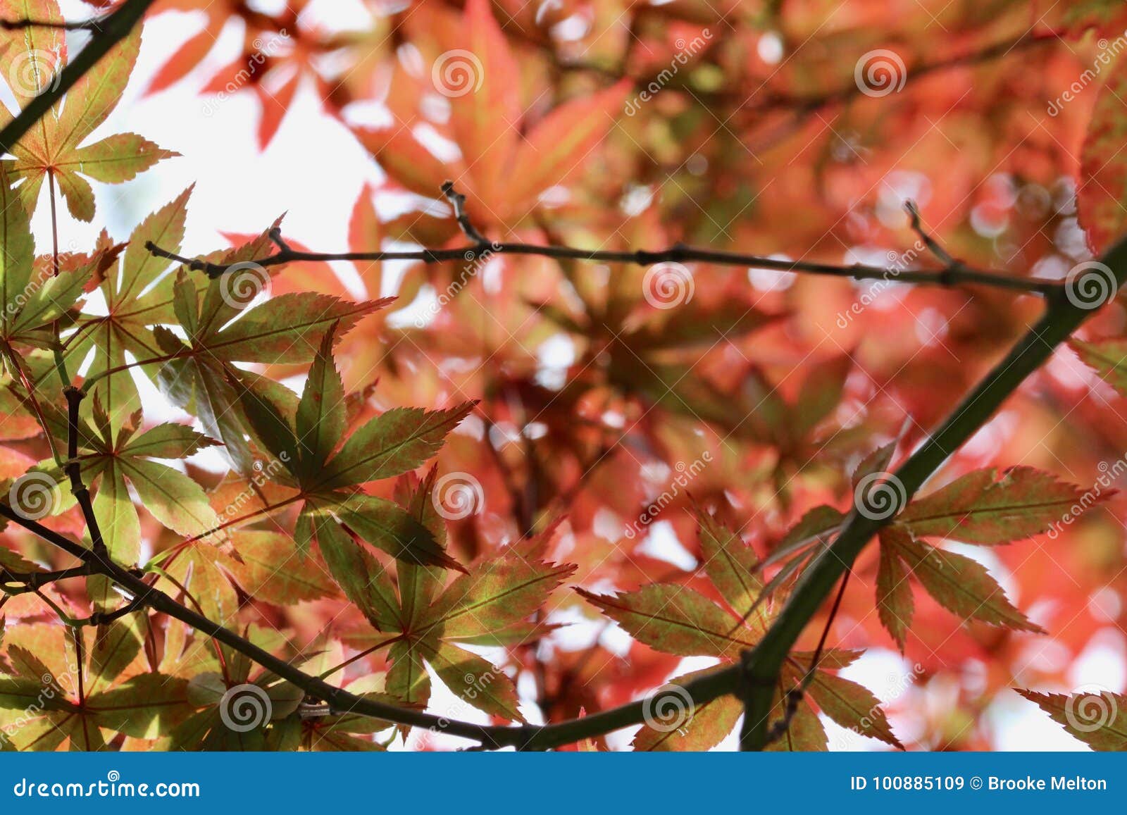 Fall Leaves on a Tree Branch Macro Background Stock Image - Image of ...