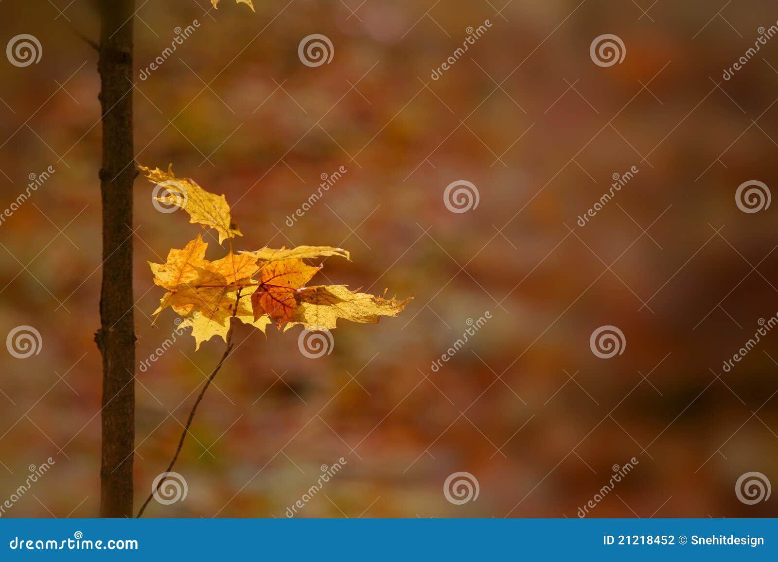 Fall leaves on a tree stem stock photo. Image of bright - 21218452
