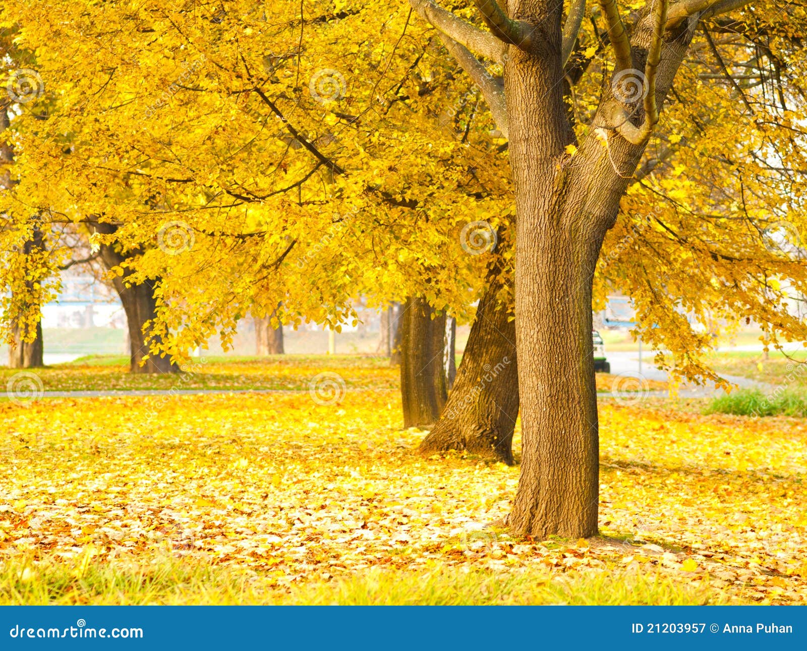 Fall leaves trees stock image. Image of environment, forest - 21203957