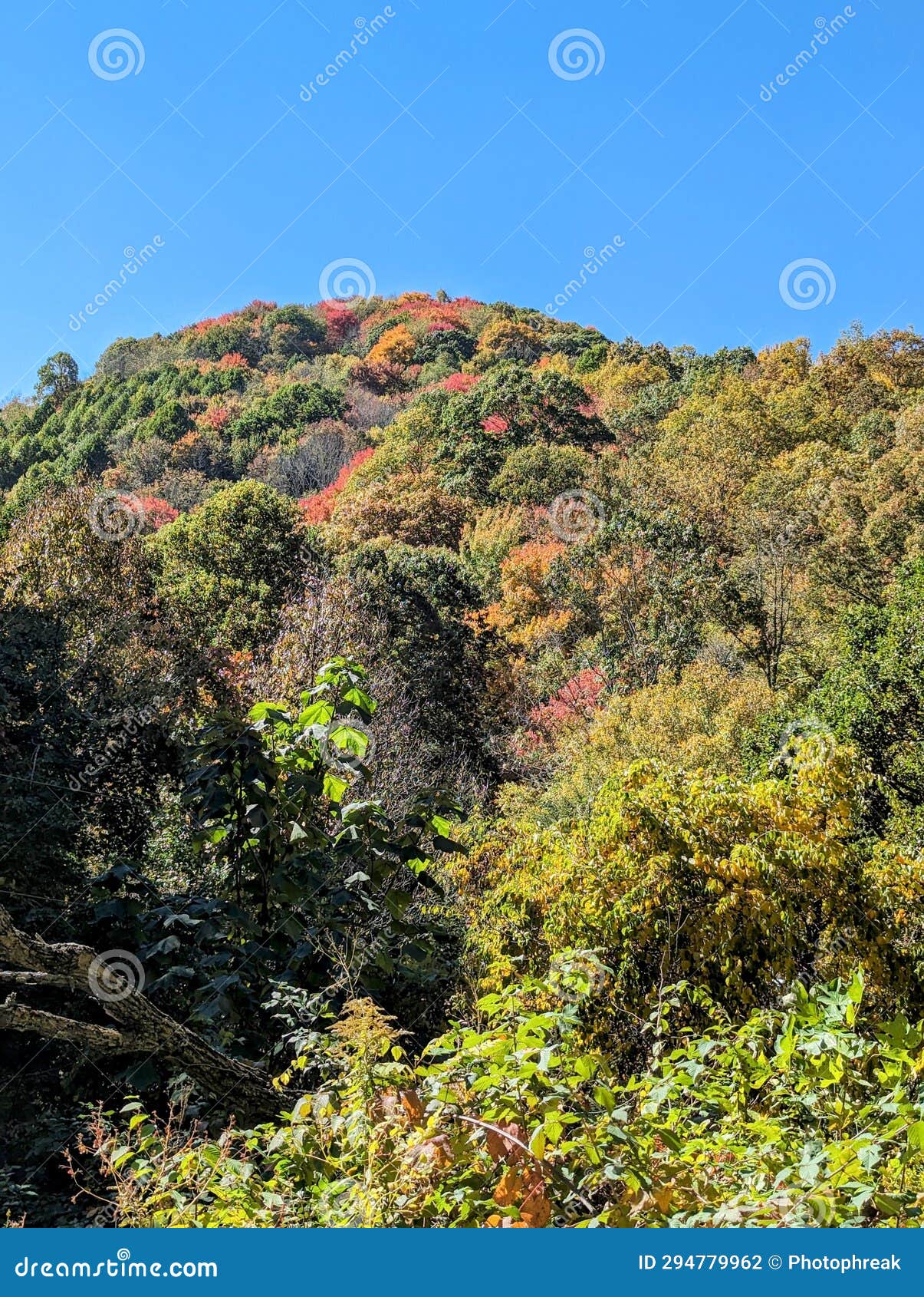 Fall Leaves in Trees in the Mountains Early Fall Stock Photo - Image of ...